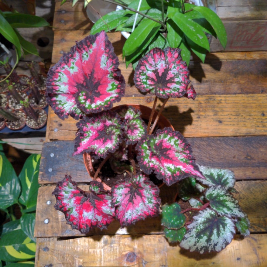 Begonia Rex Varieties | Back Alley House Plants