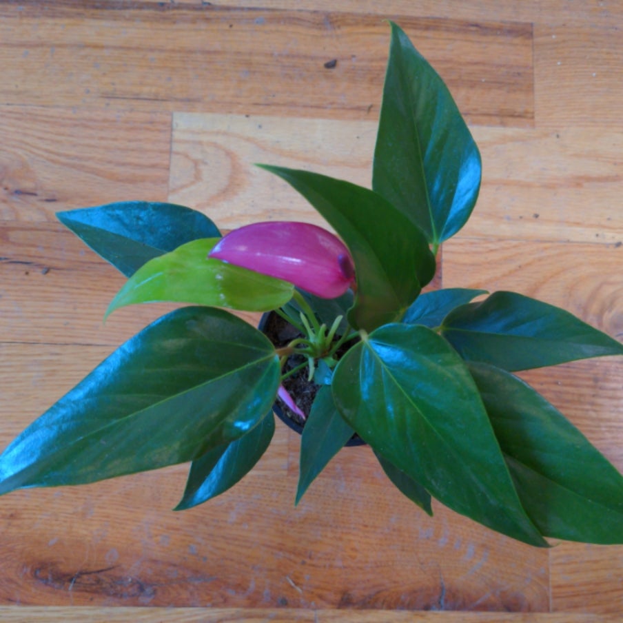 Anthurium | Back Alley House Plants