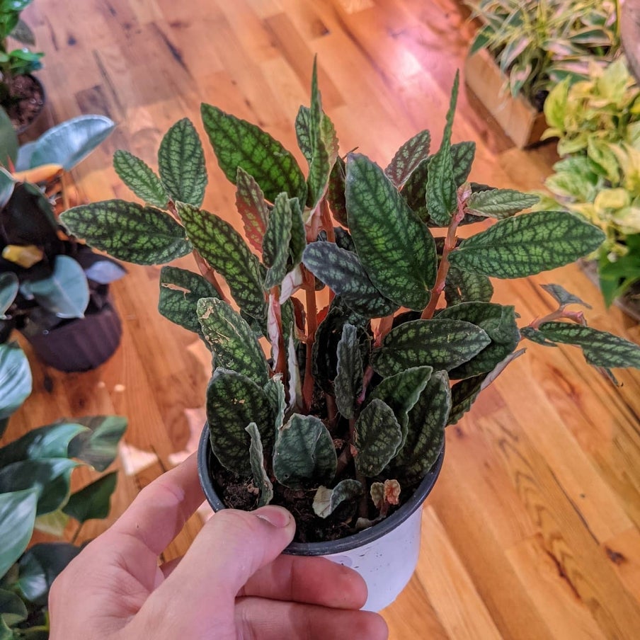 Pellionia Begonia Watermelon | Back Alley House Plants
