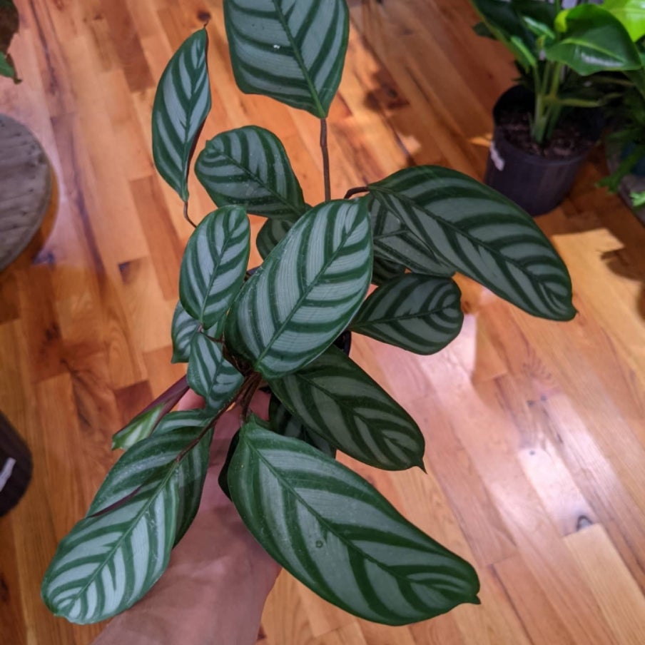 Ctenanthe Setosa Compact Star | Back Alley House Plants