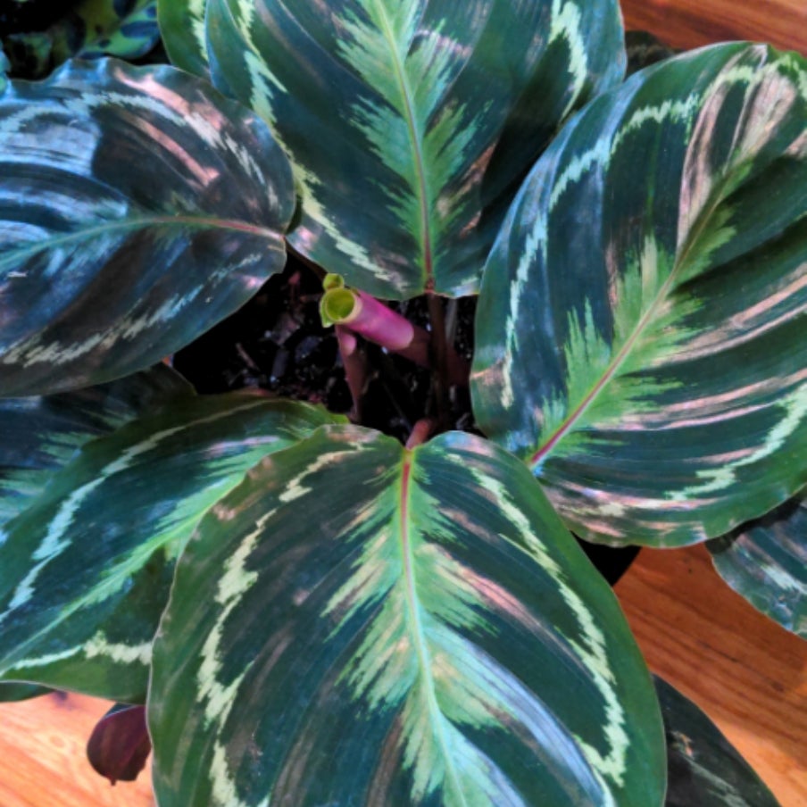 Calathea Veitchiana Medallion | Back Alley House Plants